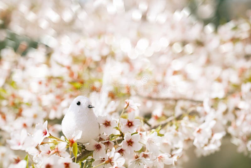 Little Bird in Spring with Blossom Cherry Flower Sakura Stock Image ...