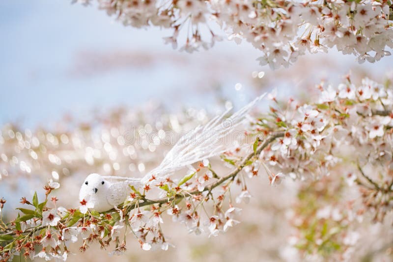 Little Bird in Spring with Blossom Cherry Flower Sakura Stock Photo ...