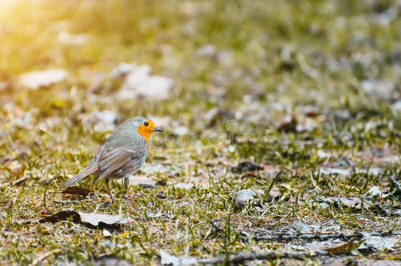 Little Bird in the Spring Forest on the Ground Stock Photo - Image of ...