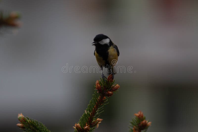 Little bird stock photo. Image of natural, avian, winter - 295179642