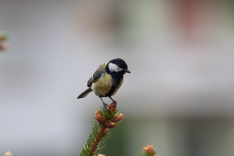 Little bird stock photo. Image of animals, bill, little - 295179660