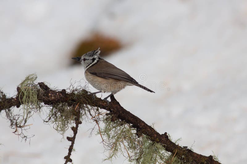 Bird stock image. Image of close, bird, standing, feathers - 287273811