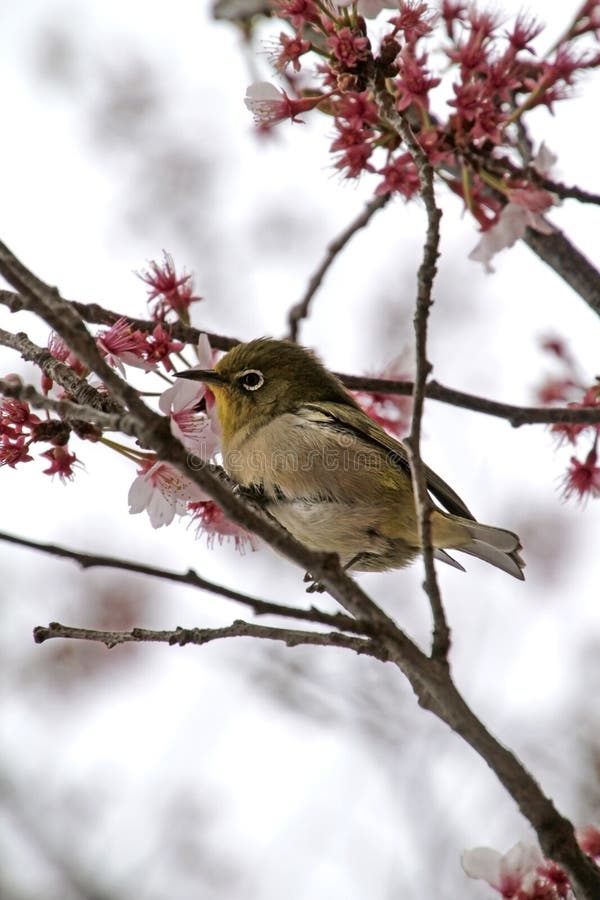 Little Bird Standing on a Tree Branch Full of Tiny Pink Flowers Stock ...