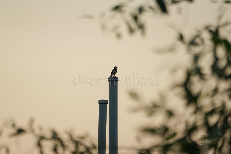 A Little Bird Stands on the Steel Post with Defocused Branches of Tree ...