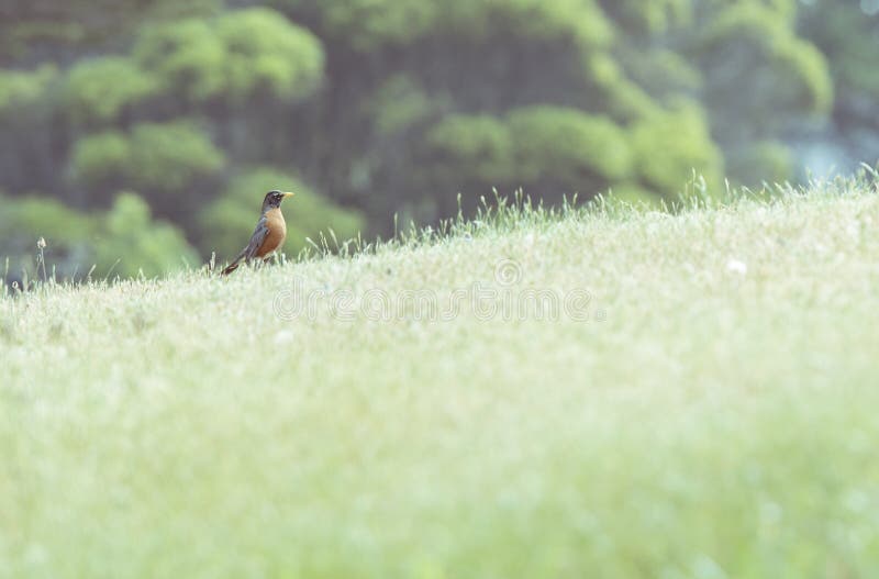 Little bird stock photo. Image of bridge, grass, little - 54119120