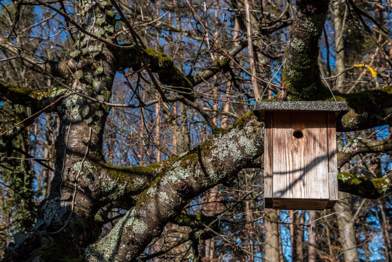 Little Bird Table on a Big and Old Tree Stock Photo - Image of ...