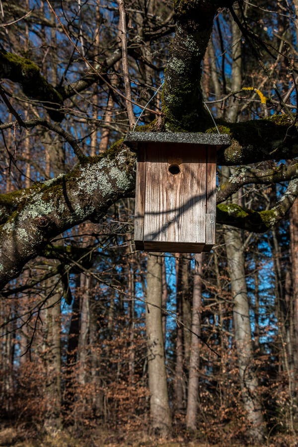 Little Bird Table on a Big and Old Tree Stock Photo - Image of private ...