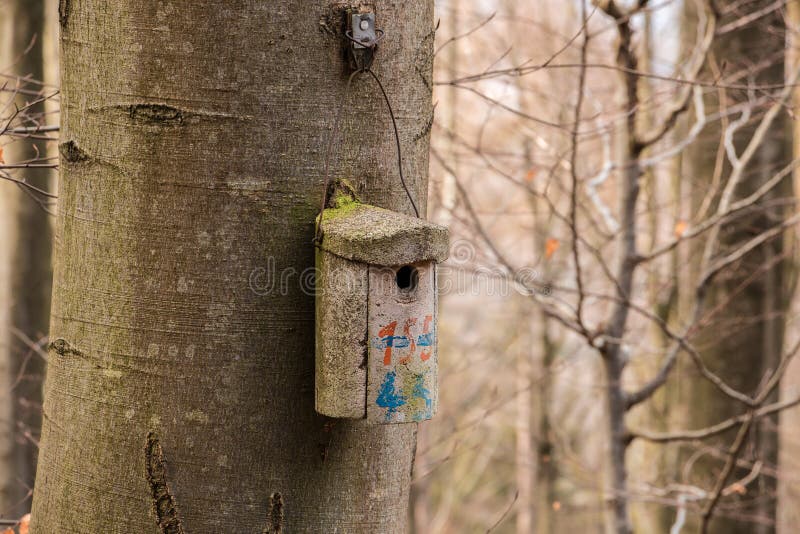 Little Bird Table On A Big Old Tree Stock Photo - Image of aviaries ...