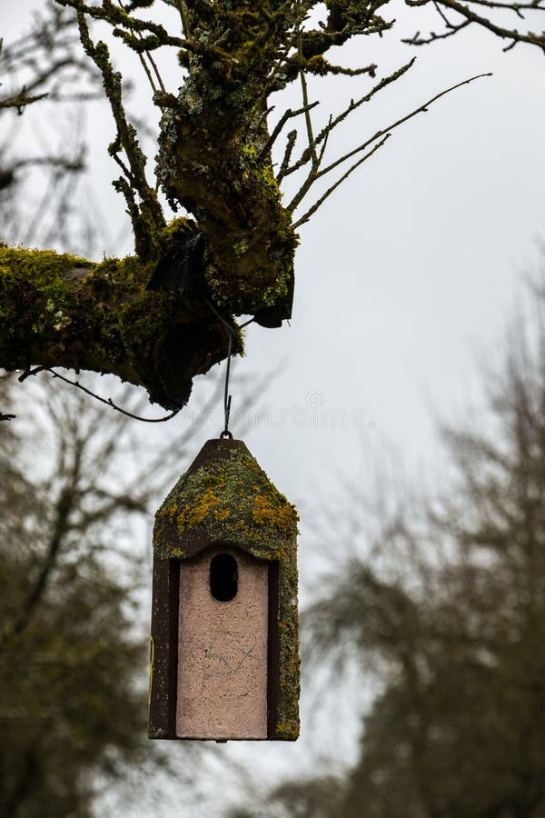 Little Bird Table on an Old Mossy Tree Stock Image - Image of ...