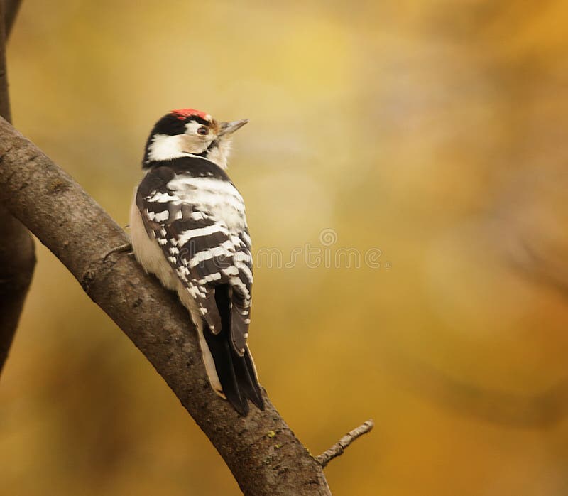 A Little Bird on a Tree Branch Stock Image - Image of baby, detail ...