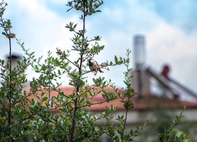 Little Bird on a Tree. Cities Need Trees Stock Photo - Image of autumn ...