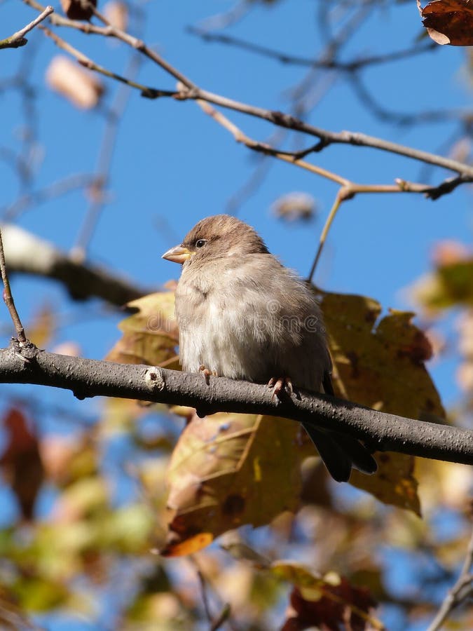 Little bird on tree stock image. Image of tree, leaves - 48775559