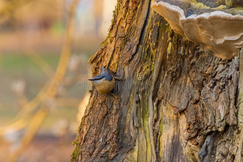 Bird on a tree trunk stock image. Image of spring, trunk - 112706439