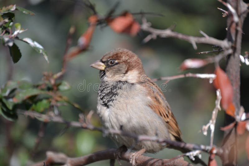 Little Bird on Trees without Leaves in Winter in Ankara Stock Image ...