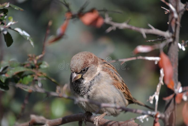 Little Bird on Trees without Leaves in Winter in Ankara Stock Image ...