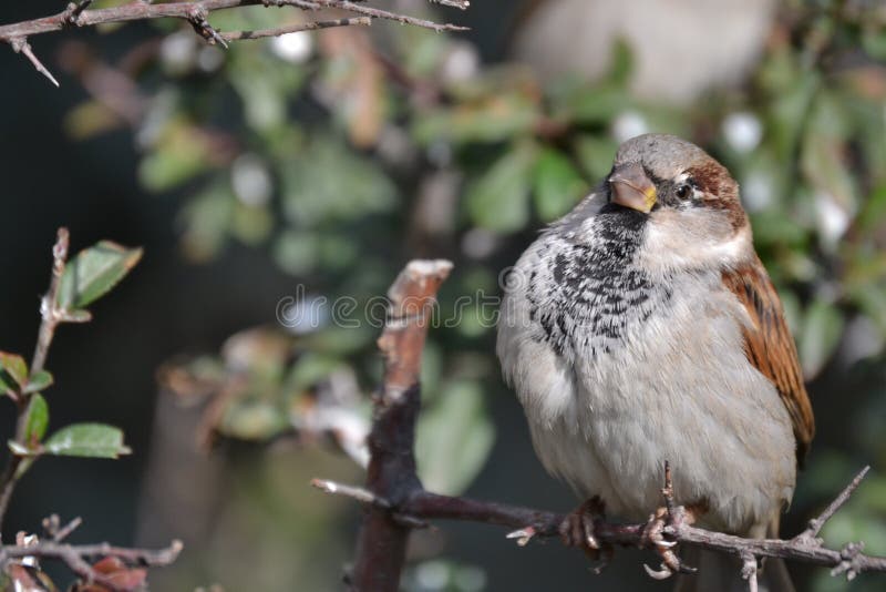 Little Bird on Trees without Leaves in Winter in Ankara Stock Photo ...