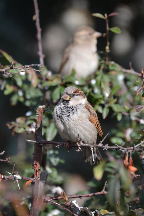 Little Bird on Trees without Leaves in Winter in Ankara Stock Photo ...