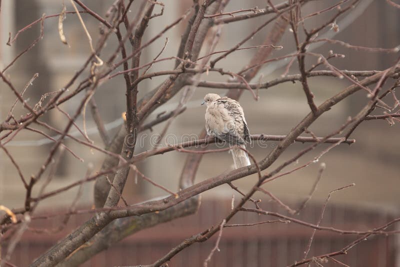 Little bird stock photo. Image of little, lonely, freezing - 64311904