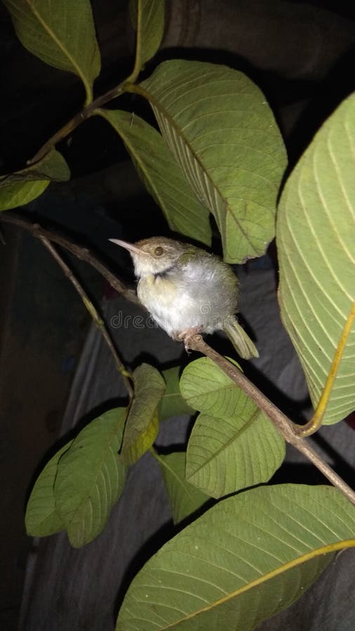 Photo of Night Sky and Moon and Trees Stock Image - Image of morning ...