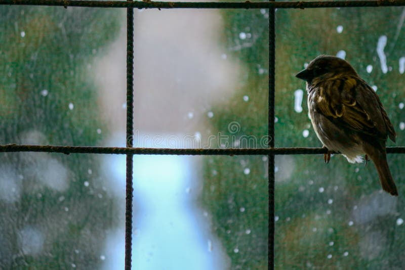 Little Bird Waiting for Spring Stock Photo - Image of marvel, mirage ...