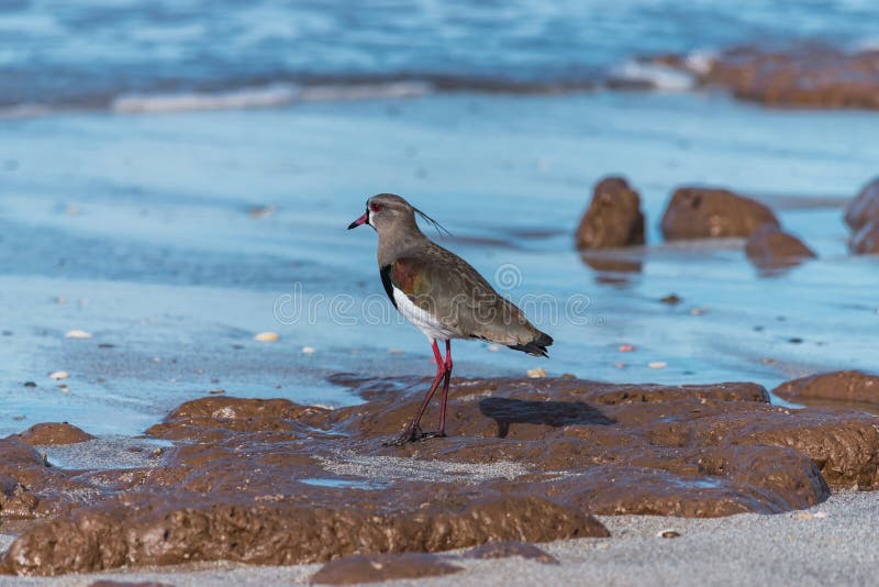 Little Bird Walking on the Beach Stock Image - Image of coast, feather ...