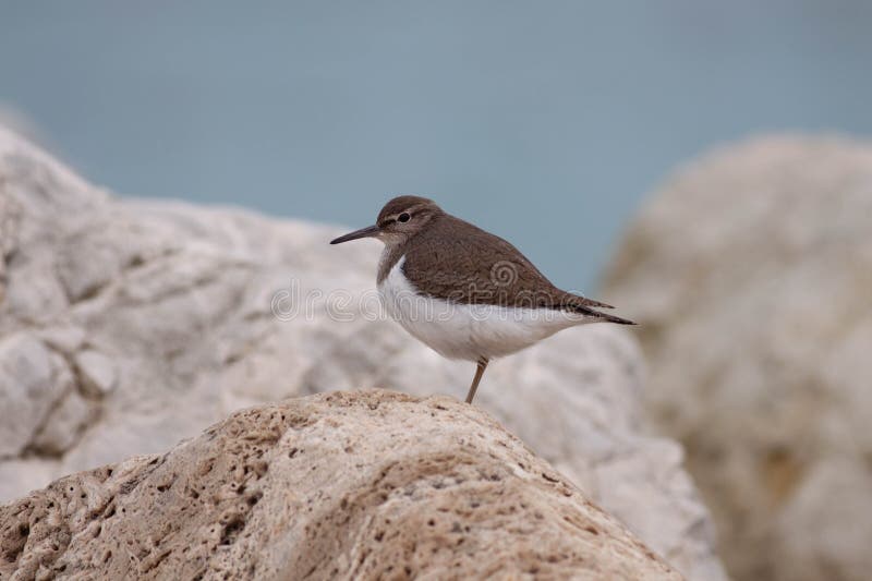 Little bird stock image. Image of little, seabird, wing - 296015795