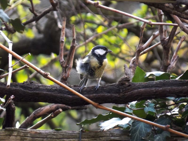 Little bird in the wind stock image. Image of spring - 381220739