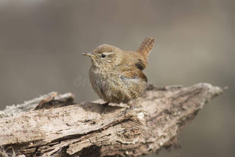 Little bird the Wren stock photo. Image of roots, bird - 65186114