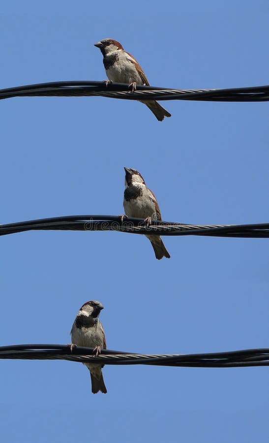 Little birds stock image. Image of sparrow, summer, call - 2269653