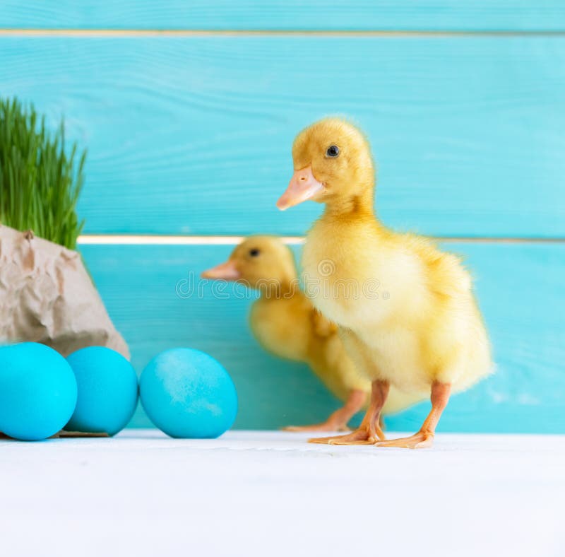 Little Birds Cubs with Easter Eggs on a Blue Background. Spring Concept ...