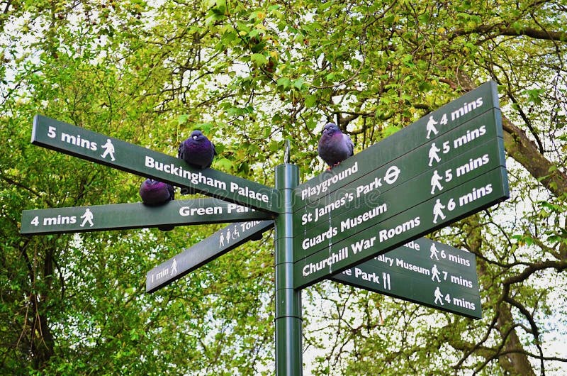 Birds of London Parks and Lakes Stock Image - Image of park, ducks ...