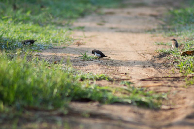 Little Birds Playing on the Path Stock Image - Image of black, dirt ...