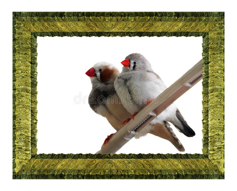 Small ute pair birds. stock image. Image of nature, fauna - 121165465