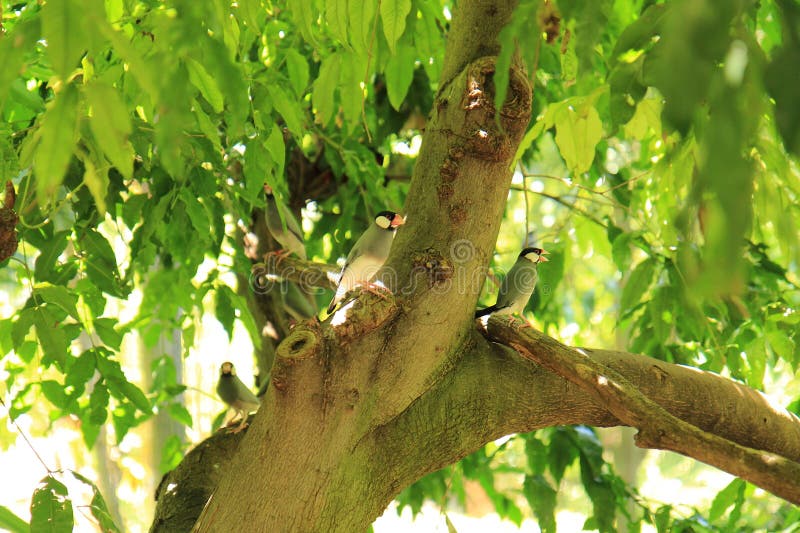 Little Birds on Tree in Garden Stock Photo - Image of forest, bird ...