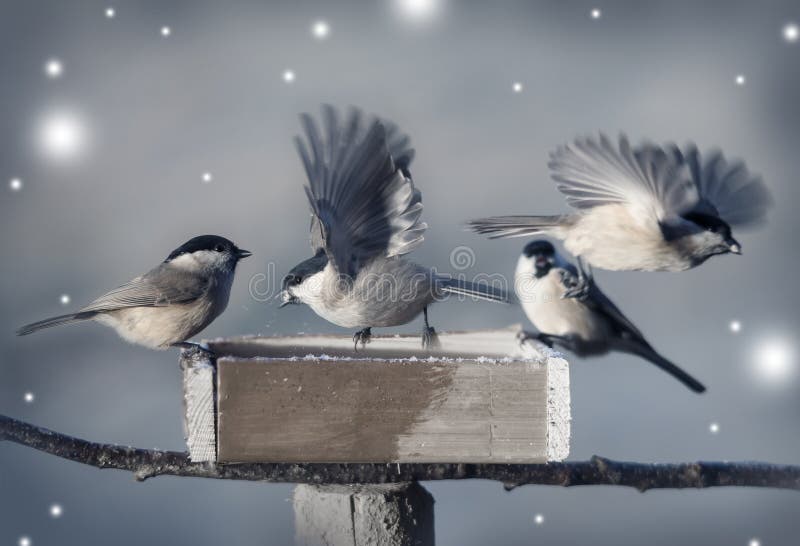 Winter Scene with Snow and Birds Stock Photo - Image of house, cute ...