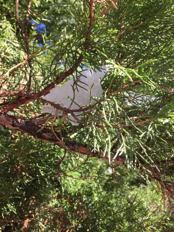 A Little Bit of Ice Left stock photo. Image of nature - 52721304