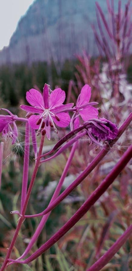 Little bit of pink stock photo. Image of mountain, little - 163355860