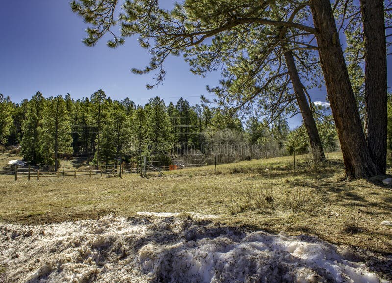 A Little Bit of Snow stock photo. Image of snow, trees - 145507516