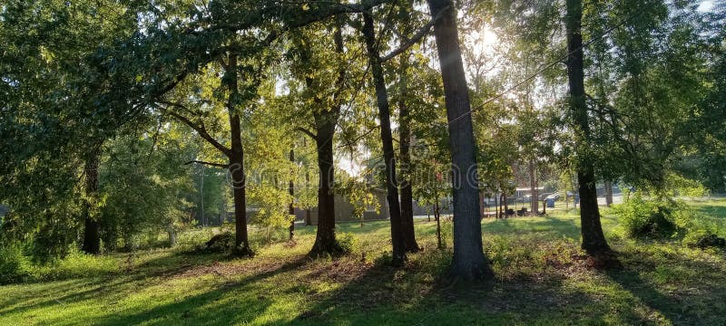 A little bit of Texas stock photo. Image of forest, back - 291508550