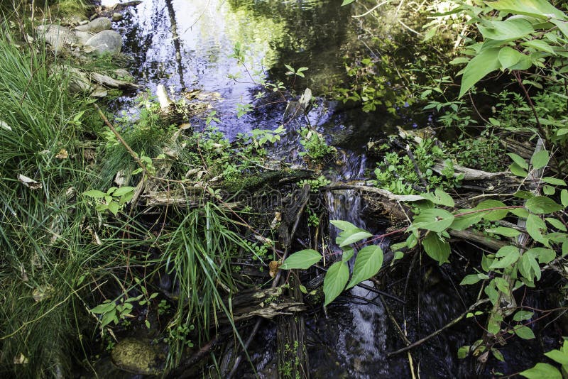 A Little Bit of Water stock photo. Image of plants, brook - 126882936