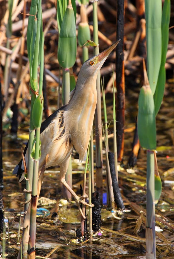 Little bittern stock image. Image of yellow, marsh, beck - 17067591
