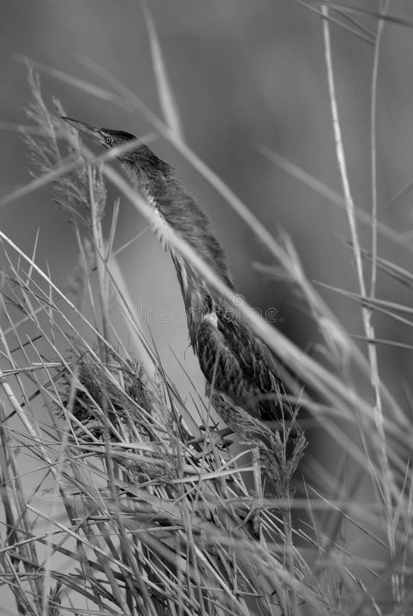 Little Bittern at Asker Marsh, Bahrain Stock Image - Image of little ...