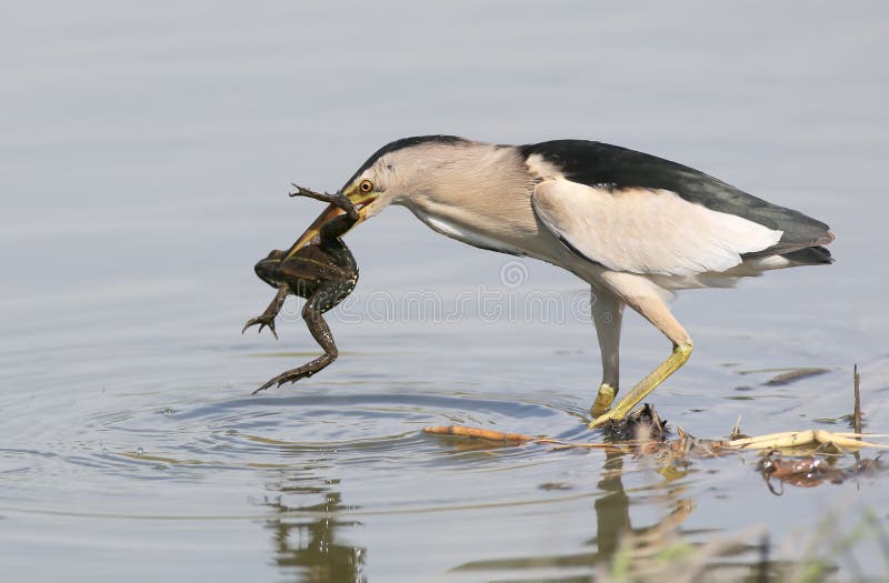 Owl with Catch Frog in Talon. Little Owl, Athene Noctua, Bird in the ...