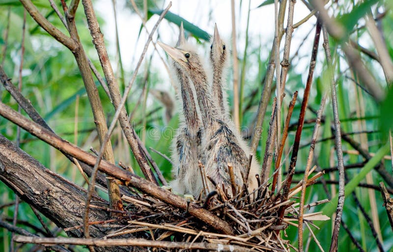 Little Bittern Chicks Sitting in the Nest Stock Image - Image of animal ...