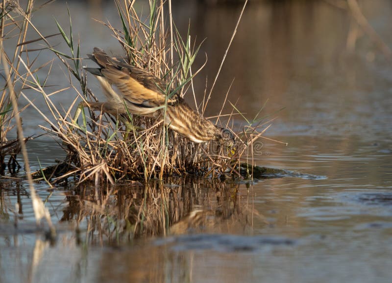 Little Bittern Fishing at Asker Marsh, Bahrain Stock Image - Image of ...
