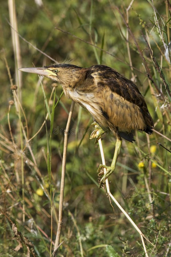 Little Bittern / Ixobrychus Minutus Stock Image - Image of wild, branch ...