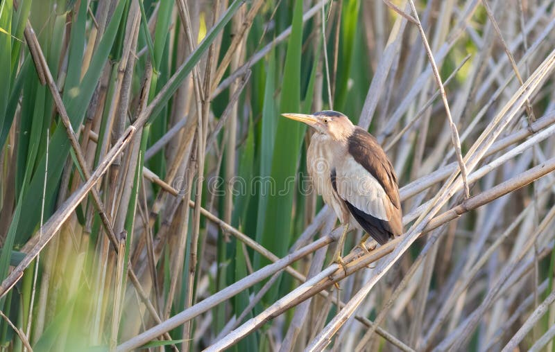 Little Bittern, Ixobrychus Minutus. a Bird Sits on a Reed Stalk by the ...