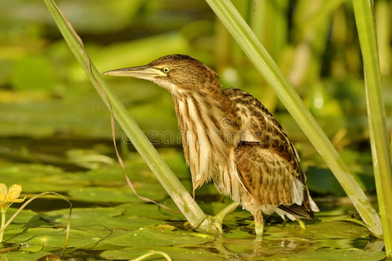 Little Bittern - Ixobrychus Minutus Stock Image - Image of waterbird ...