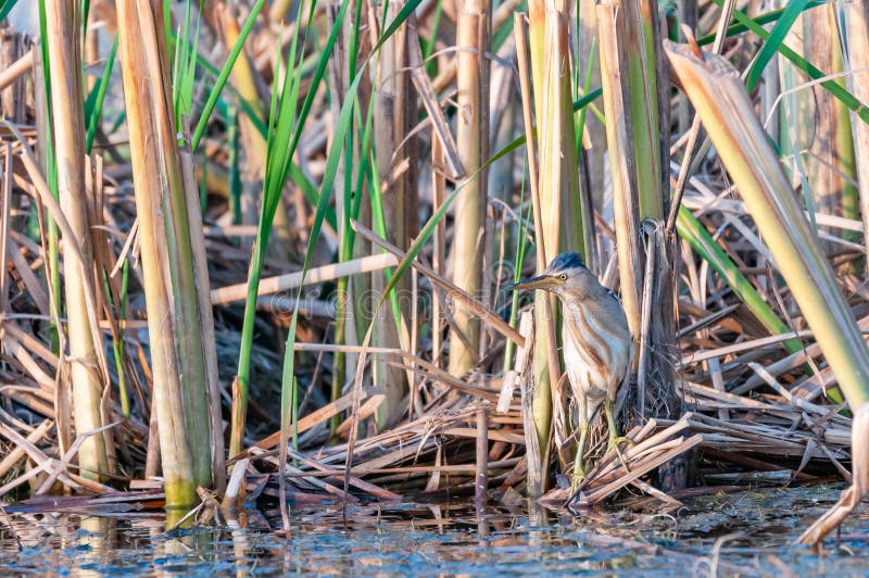 Hiding Bittern stock photo. Image of birds, characteristic - 14742094