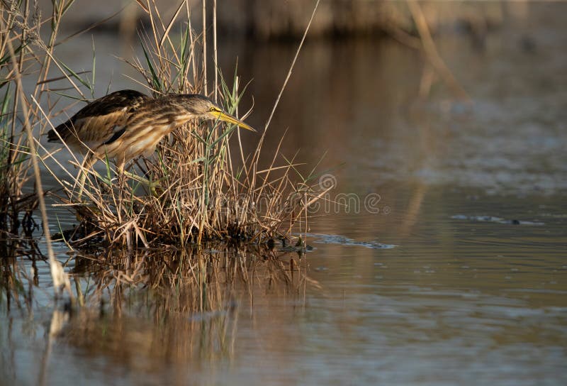 Little Bittern Ready for Fishing at Asker Marsh, Bahrain Stock Image ...